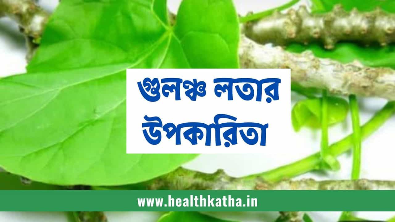 Gulancha Lata Benefits in Bengali | গুলঞ্চার স্বাস্থ্য উপকারিতা ...